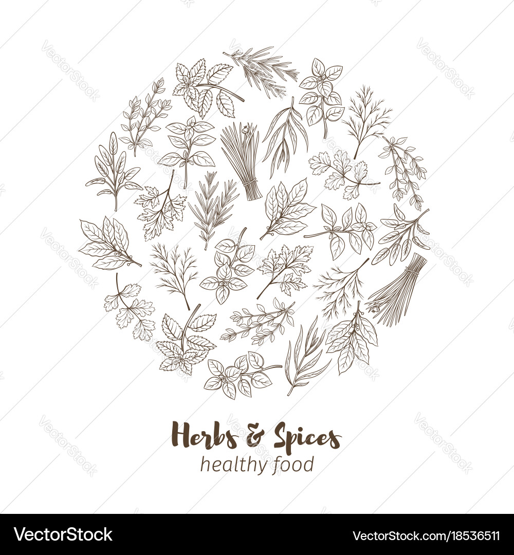 Hand drawn sketch herbs and spices Royalty Free Vector Image