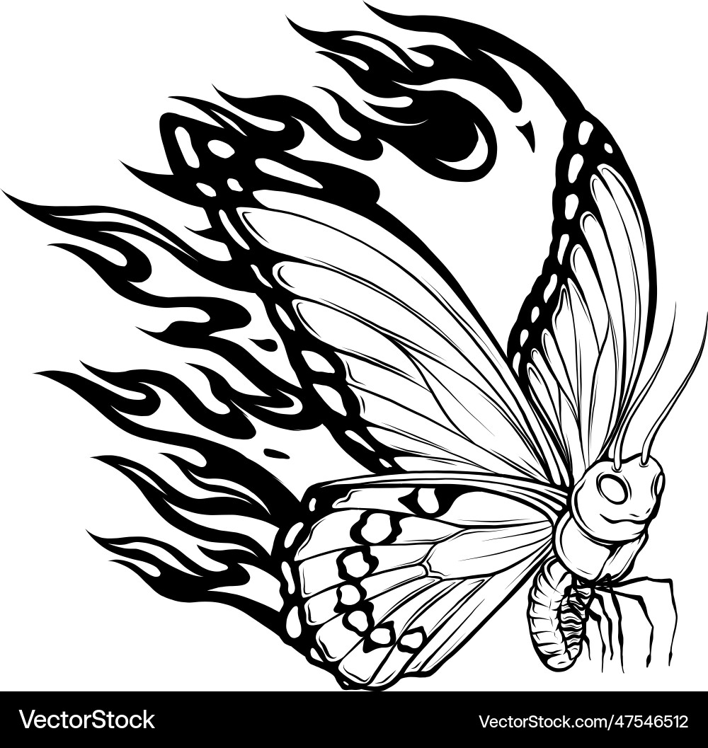 Butterfly Outline Vector Images (over 29,000)