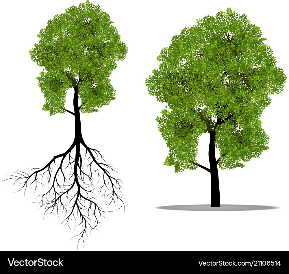 Großer Baum mit Wurzel Lizenzfreies Vektorbild