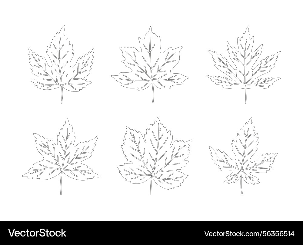 Set of spring summer or autumn maple leaves Vector Image