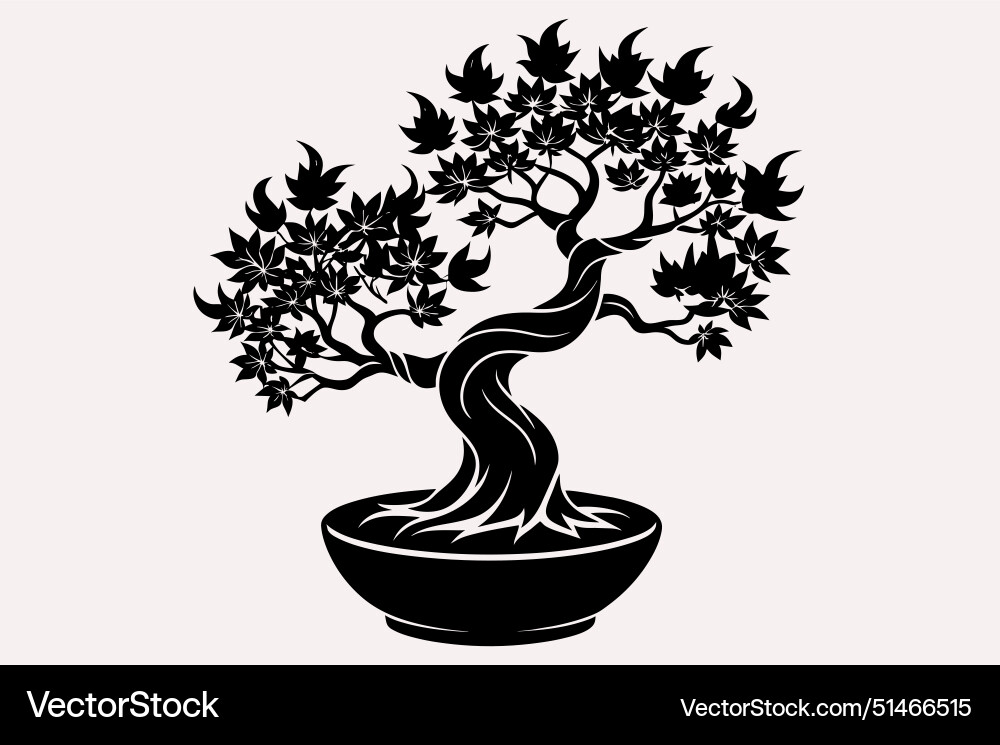 Captivating elegance cultivating flame tree Vector Image