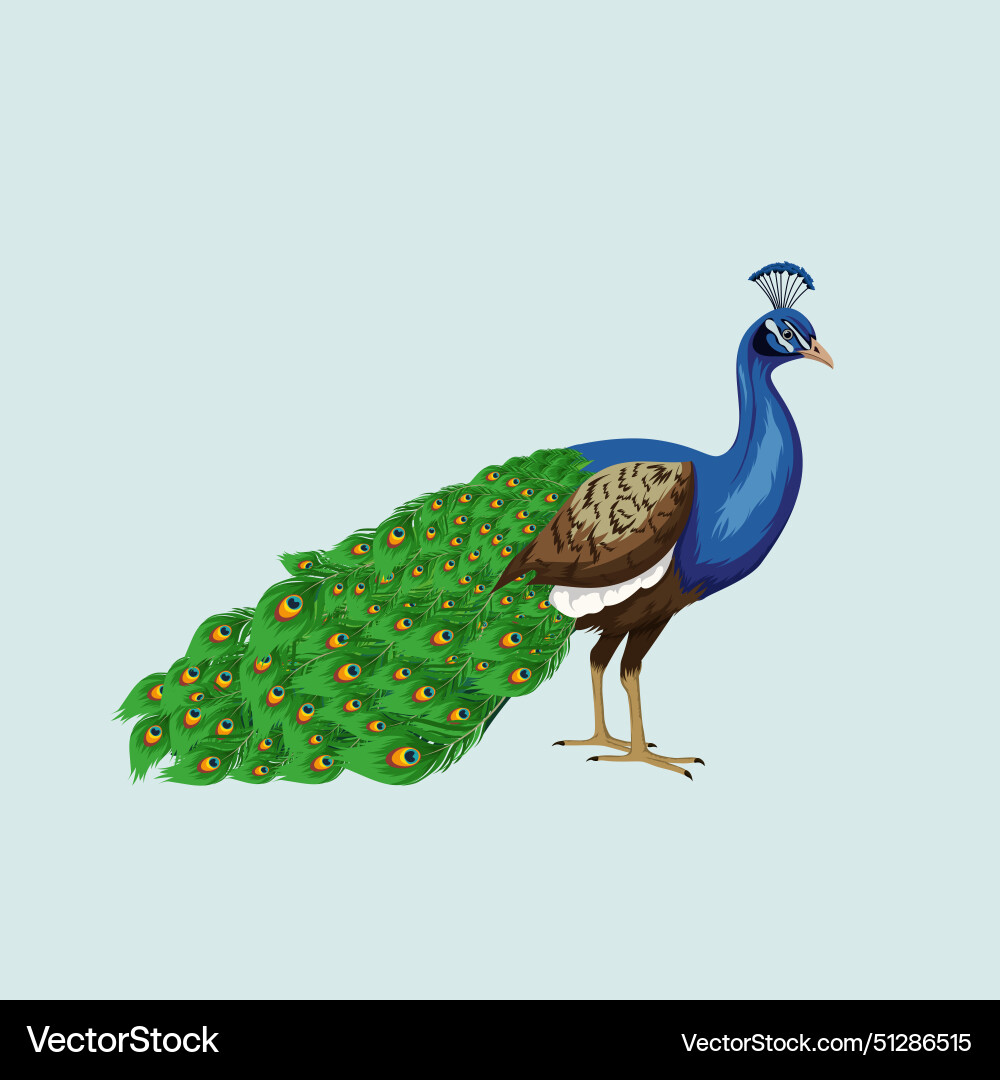 Peacock image Royalty Free Vector Image - VectorStock