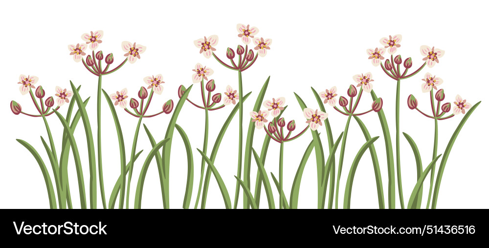 Drawing wild plants flowering rush Royalty Free Vector Image