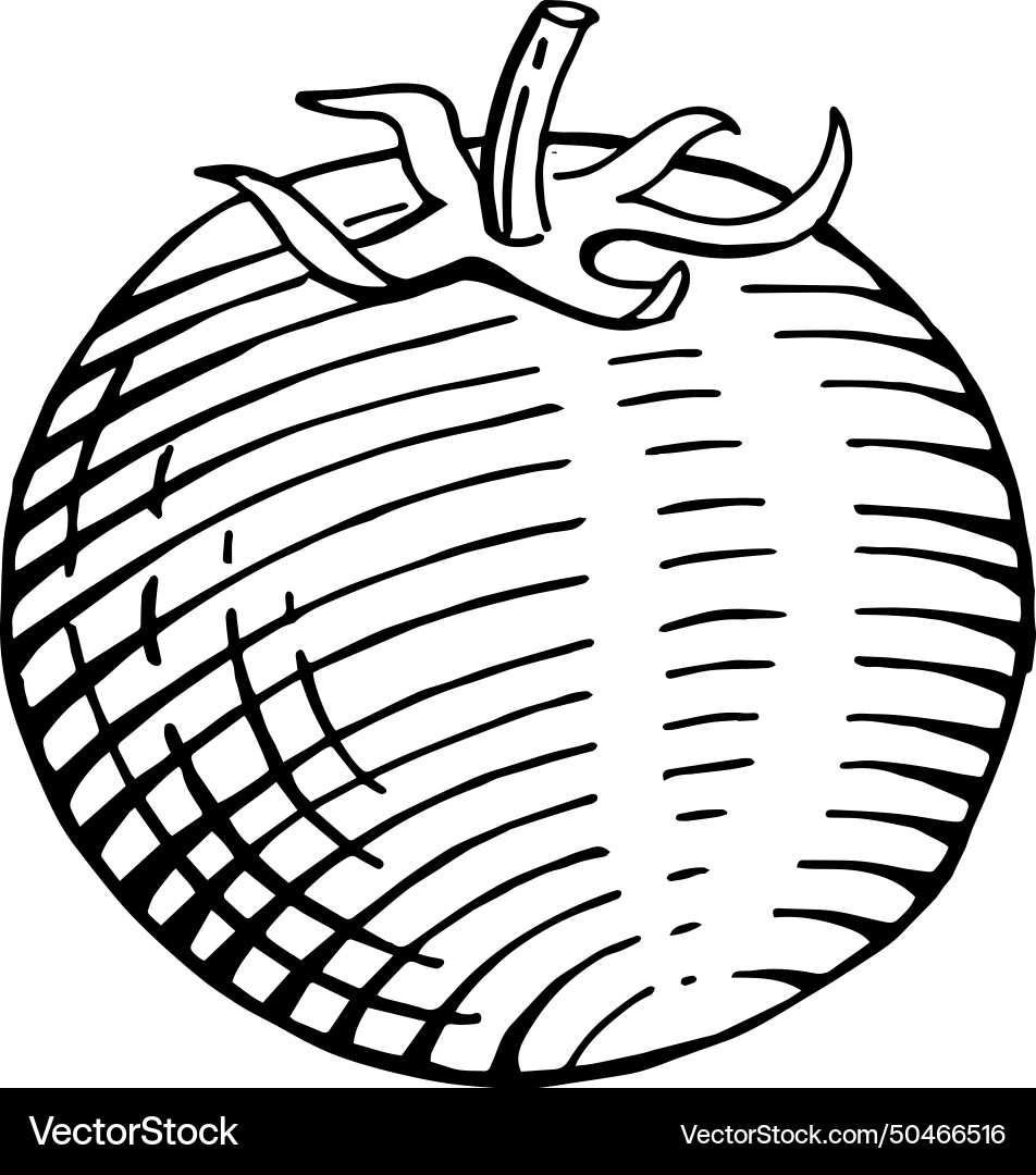 Hand drawn tomato Royalty Free Vector Image - VectorStock
