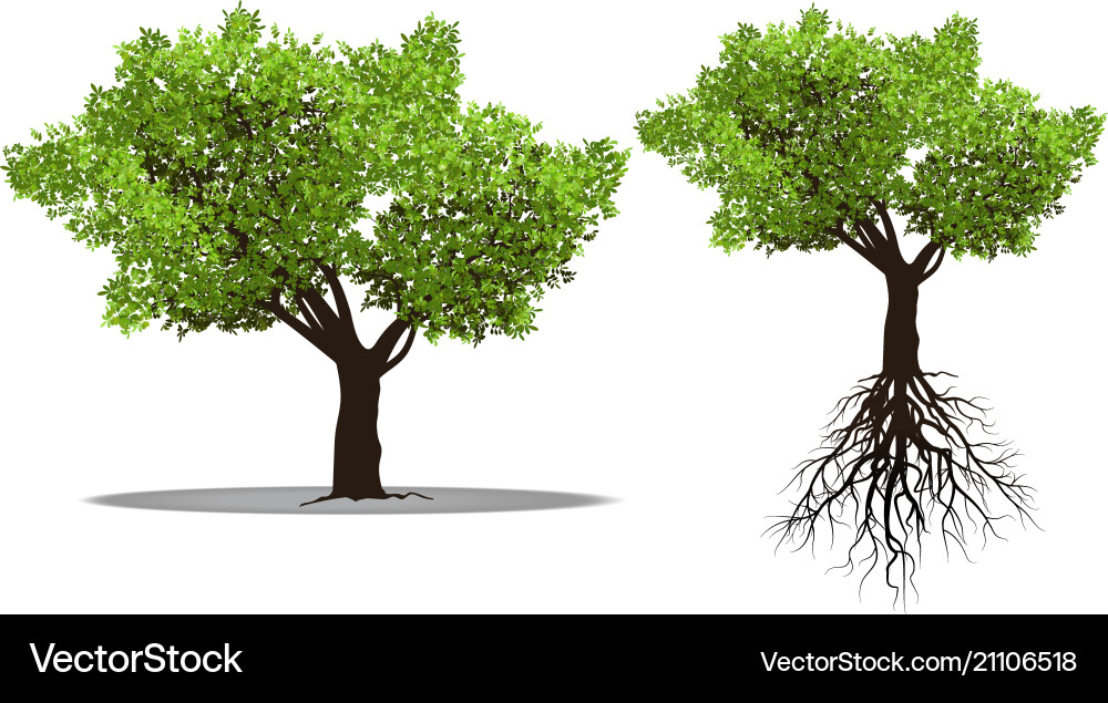 Big tree with root Royalty Free Vector Image - VectorStock