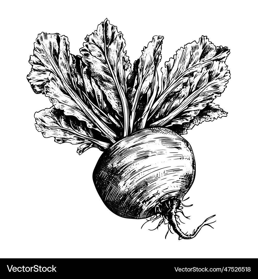 Hand Drawn Beetroot Sketch Royalty Free Vector Image