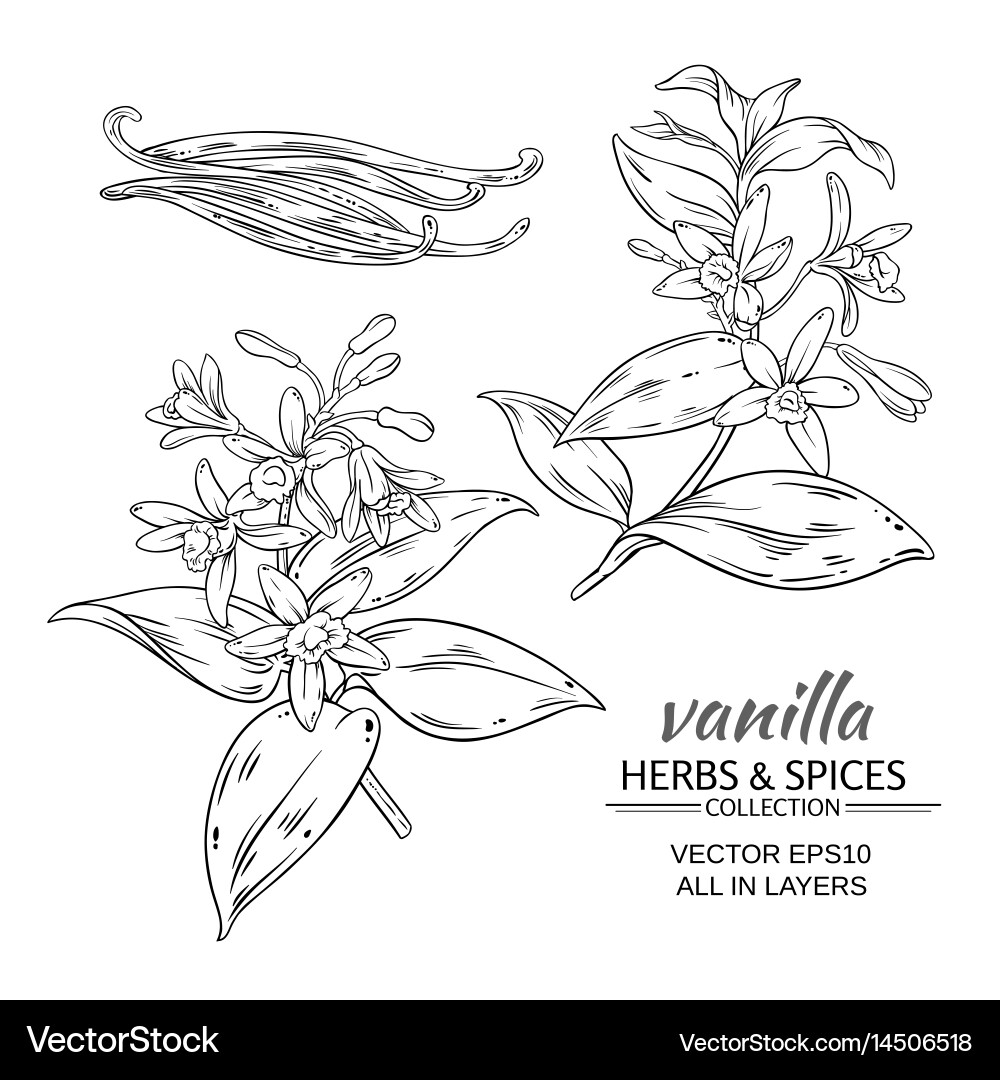 Vanilla set Royalty Free Vector Image - VectorStock