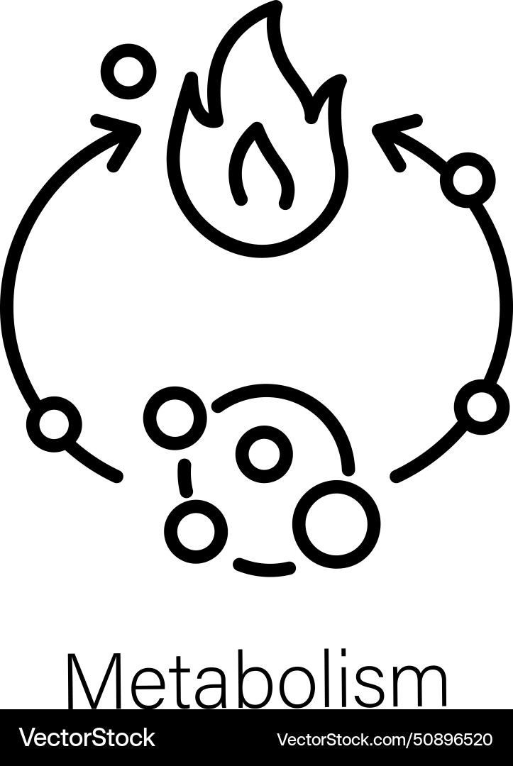 Metabolism Royalty Free Vector Image - VectorStock