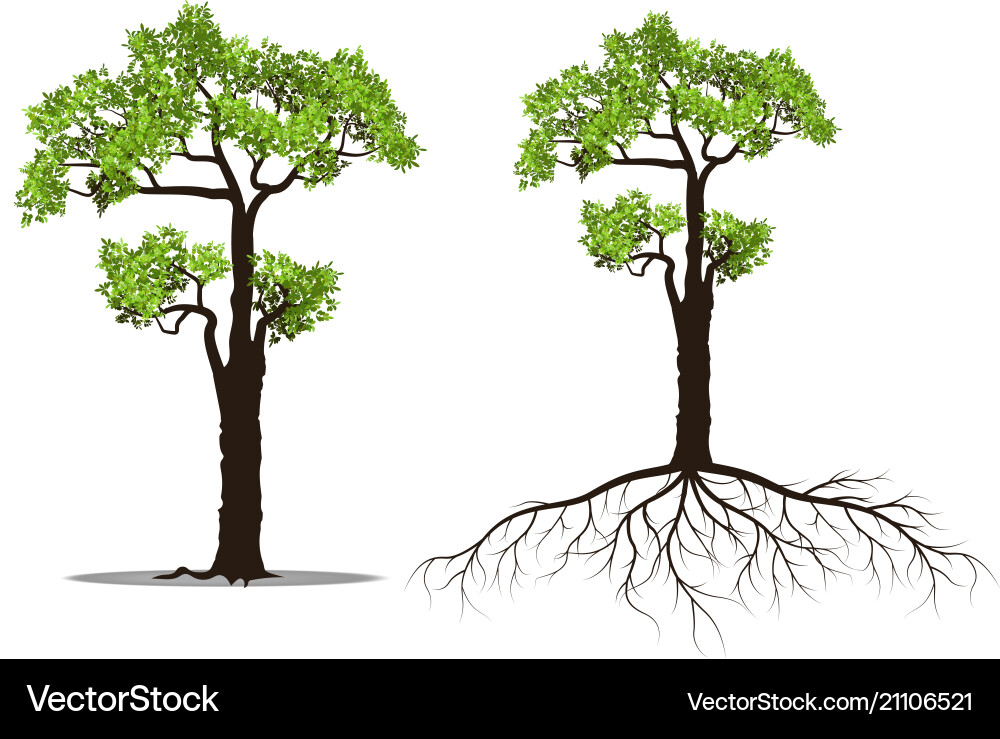 Big tree with root Royalty Free Vector Image - VectorStock