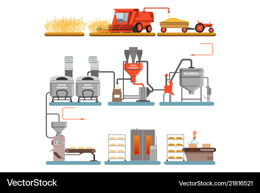 Bread production process stages from wheat harvest