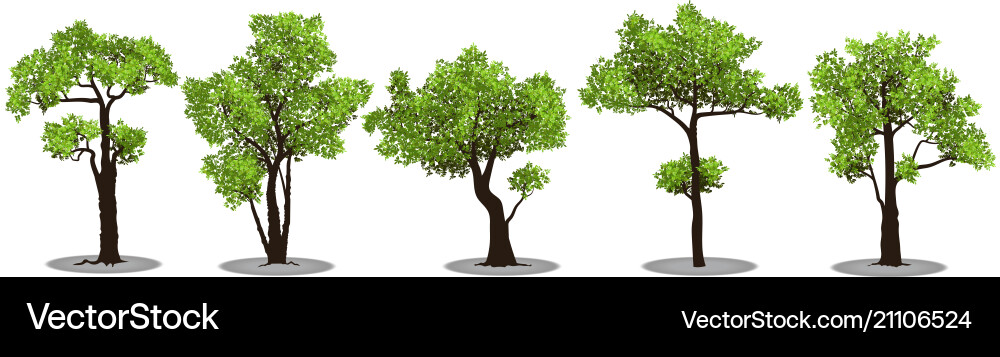 Collection of tree Royalty Free Vector Image - VectorStock
