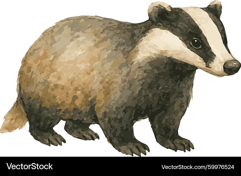 Watercolor realistic of a badger Royalty Free Vector Image