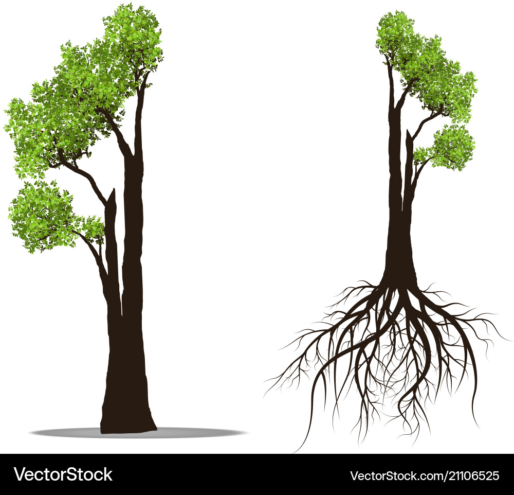 Big tree with root Royalty Free Vector Image - VectorStock
