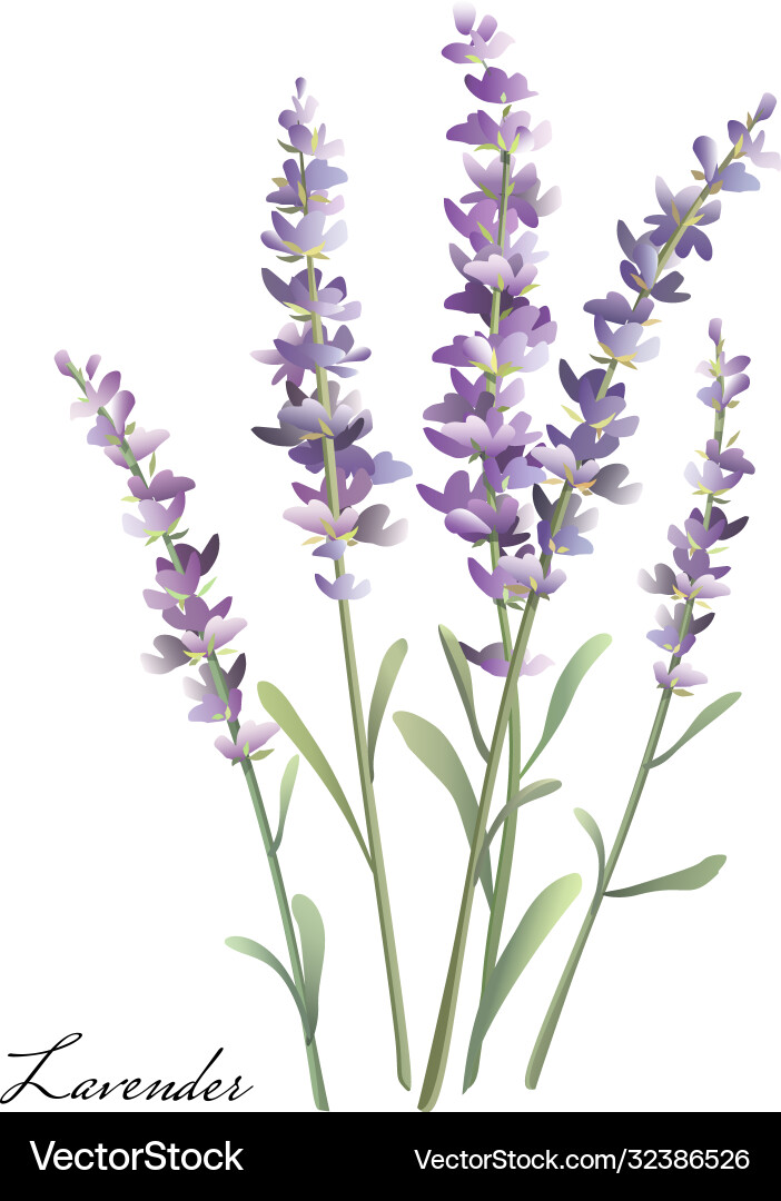 Sprigs lavender watercolor bouquet Royalty Free Vector Image