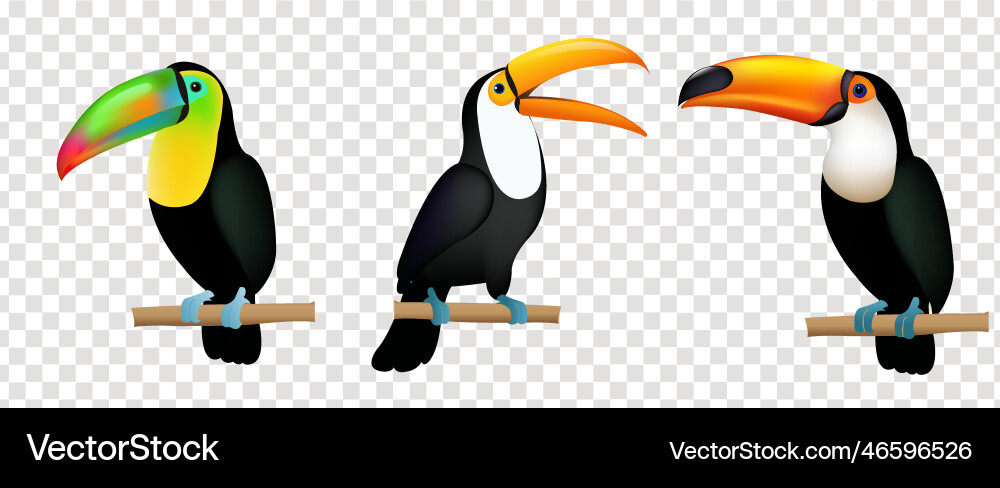 Toucans set isolated transparent background Vector Image