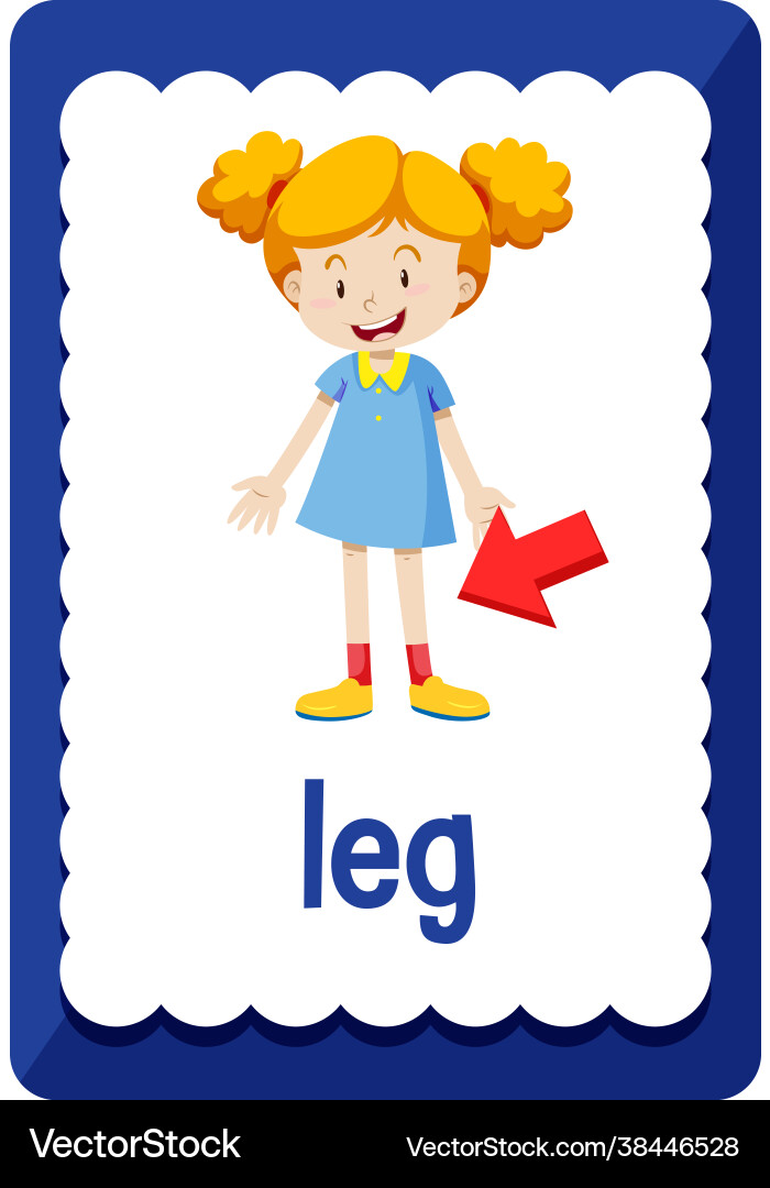 Vocabulary flashcard with word leg Royalty Free Vector Image