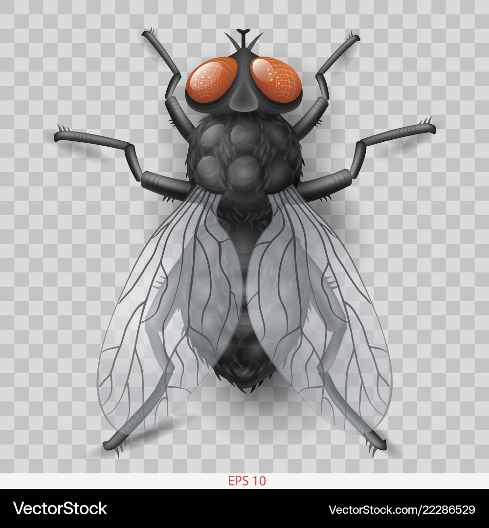 Realistic insect fly Royalty Free Vector Image