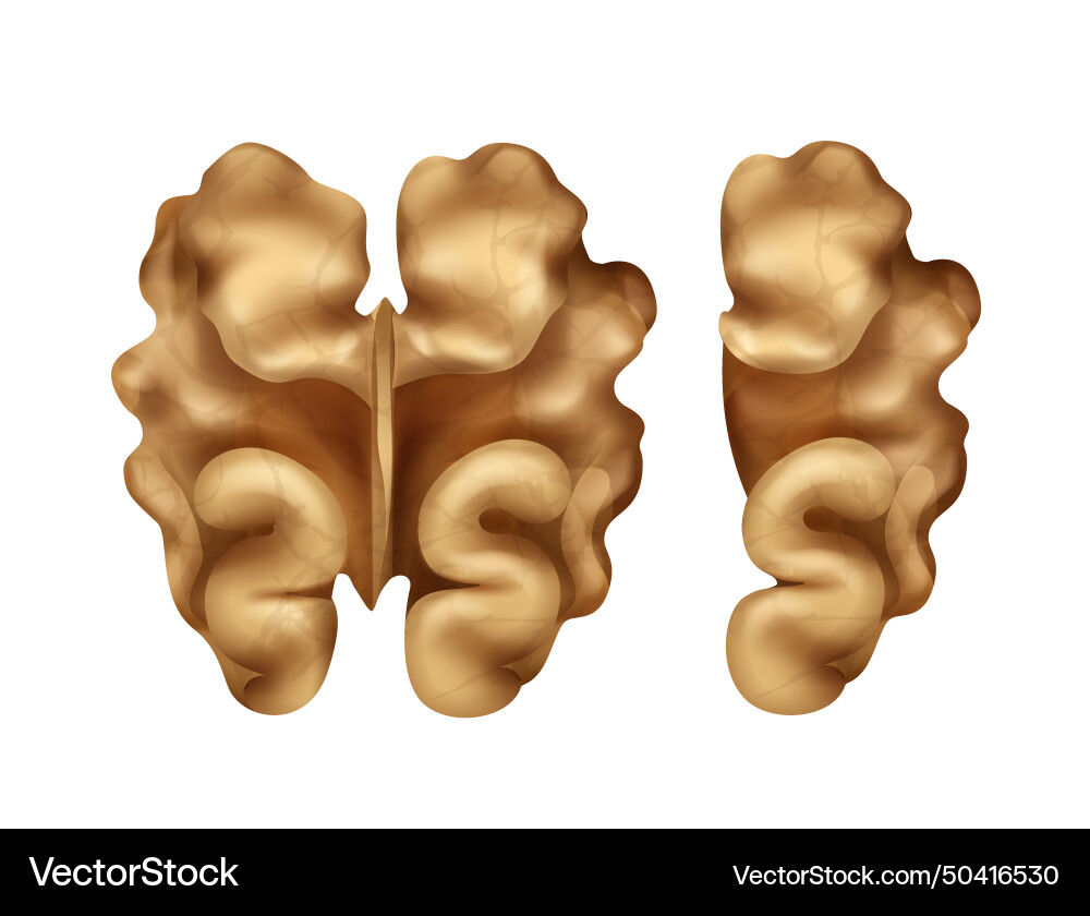 Two walnut kernels Royalty Free Vector Image - VectorStock