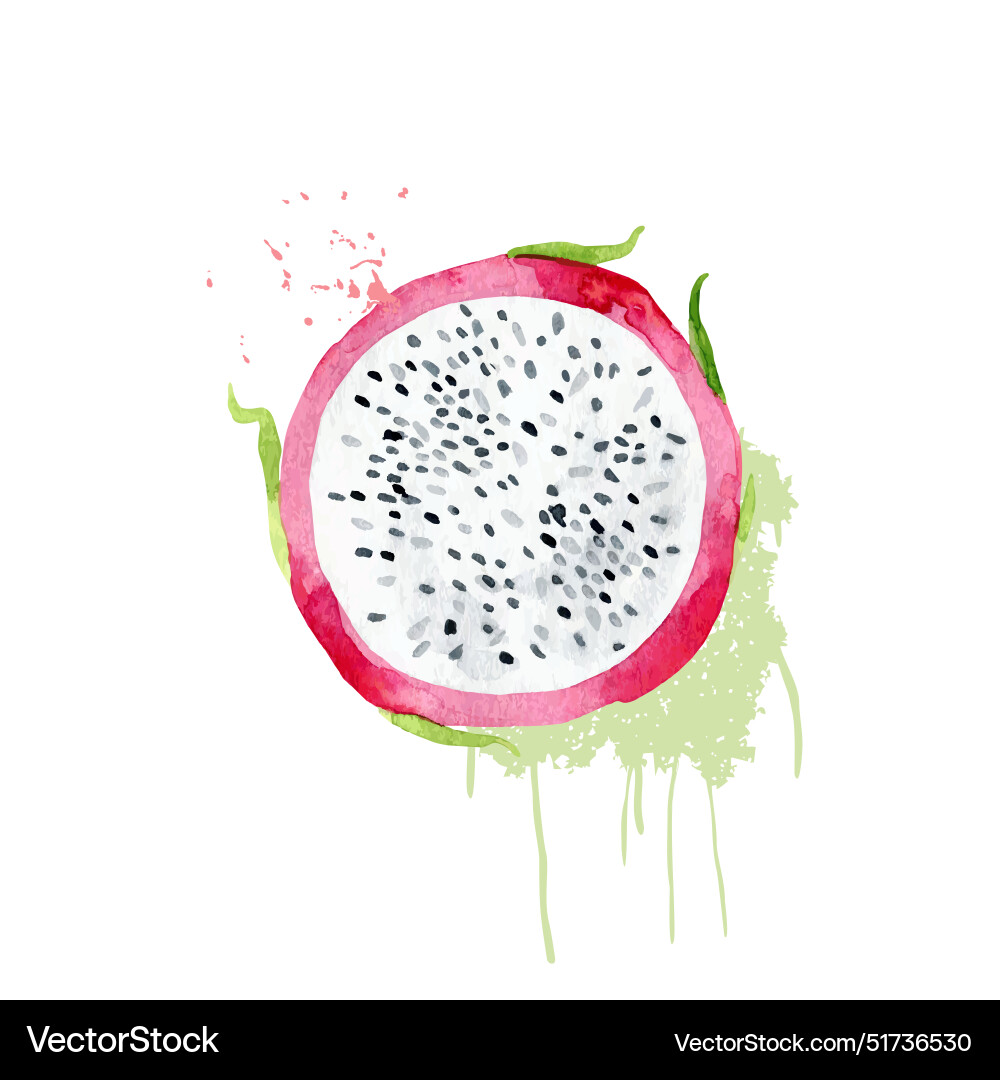 Watercolor pitaya Royalty Free Vector Image - VectorStock