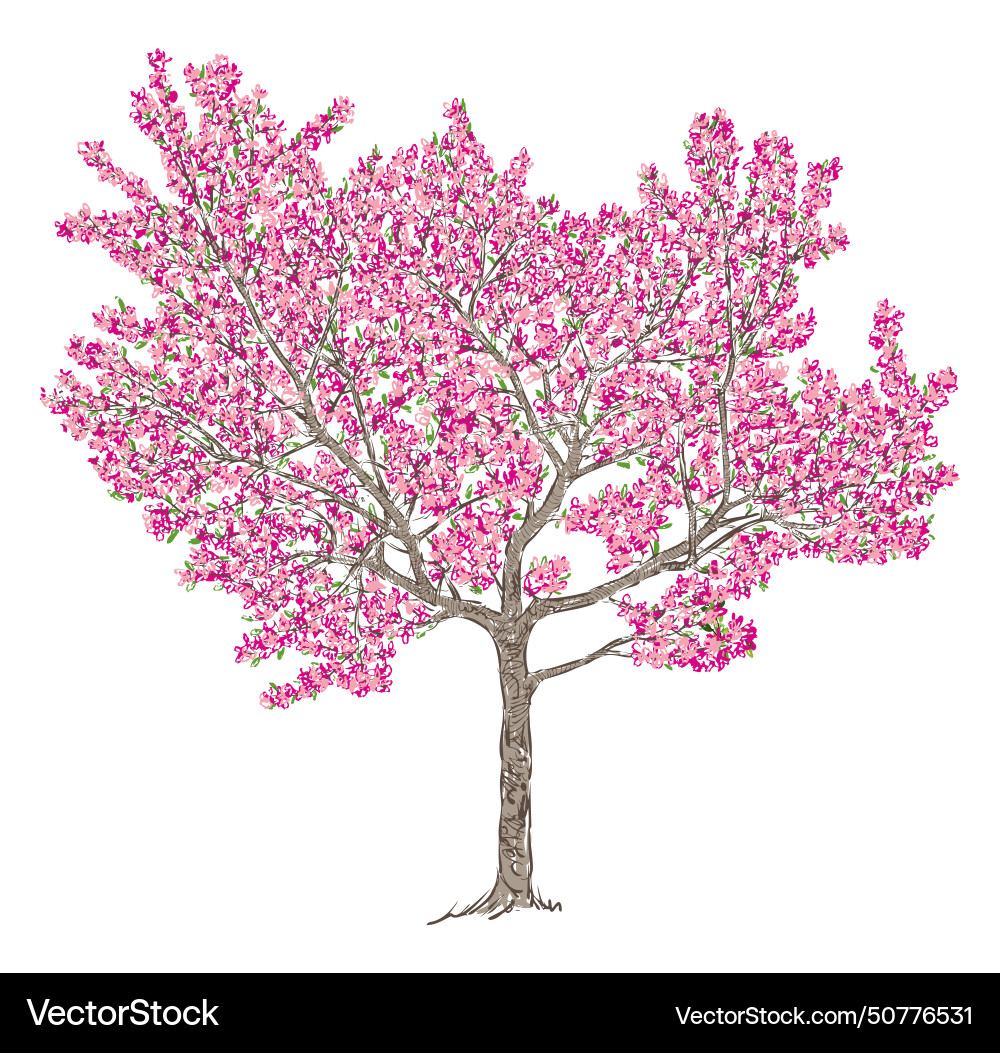 Fruit tree blossom cherry apple spring Royalty Free Vector