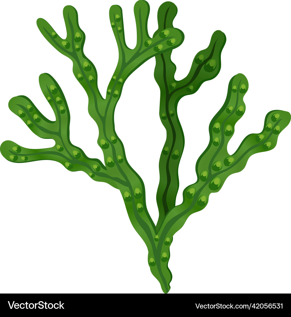 Seaweed flat Royalty Free Vector Image - VectorStock