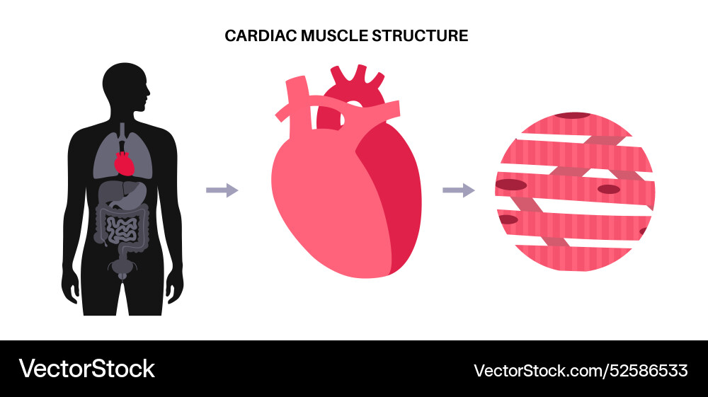 Cardiac muscle tissue Royalty Free Vector Image