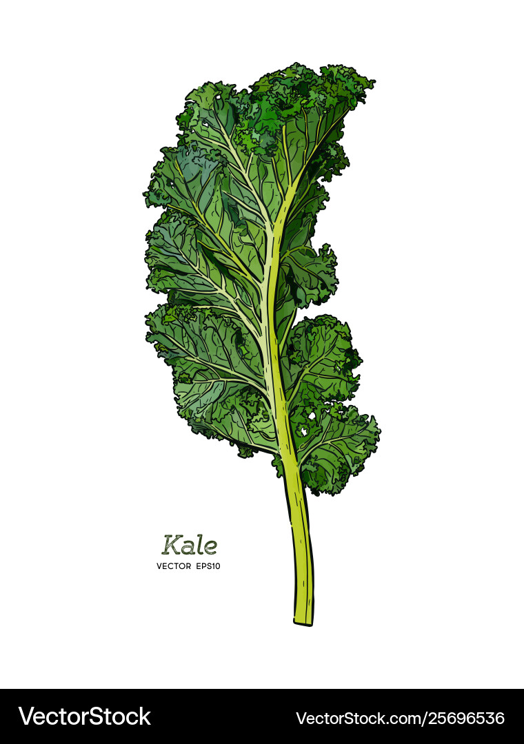 Kale hand draw sketch vegetable Royalty Free Vector Image