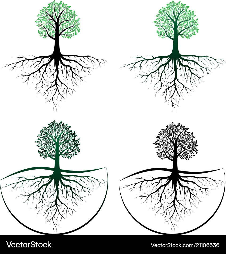 Tree with root Royalty Free Vector Image - VectorStock