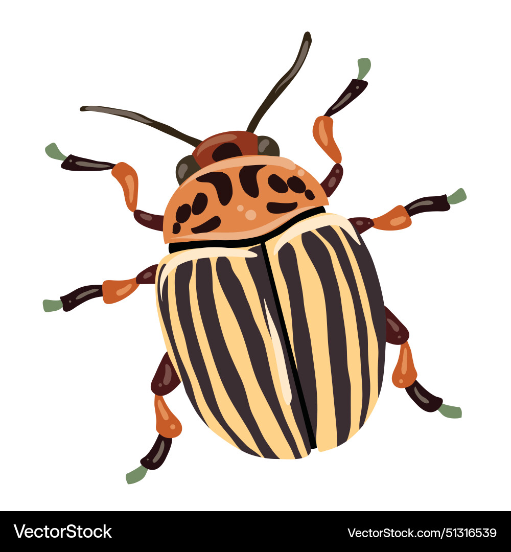Colorado Potato Beetle On White Background Vector Image