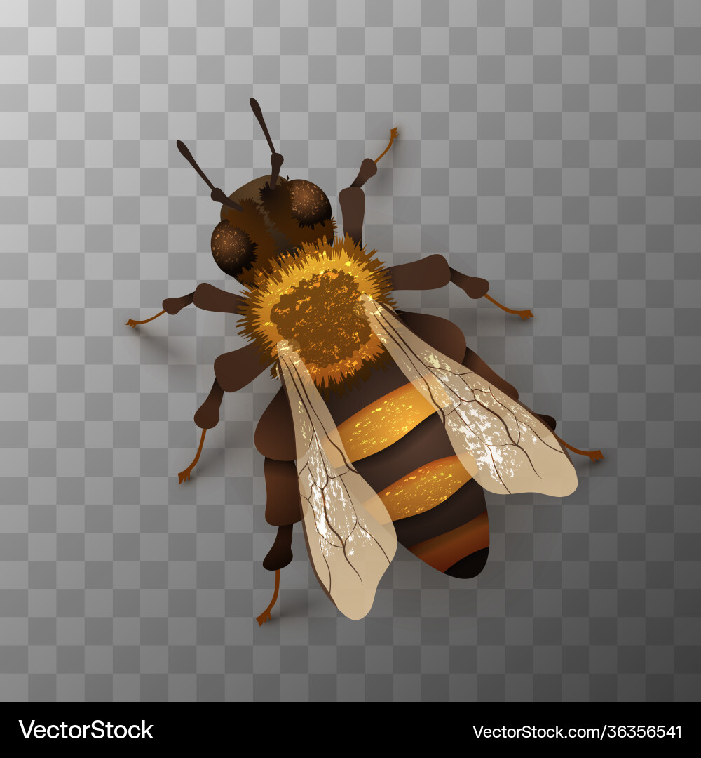 Detailed realistic honey bee insect Royalty Free Vector