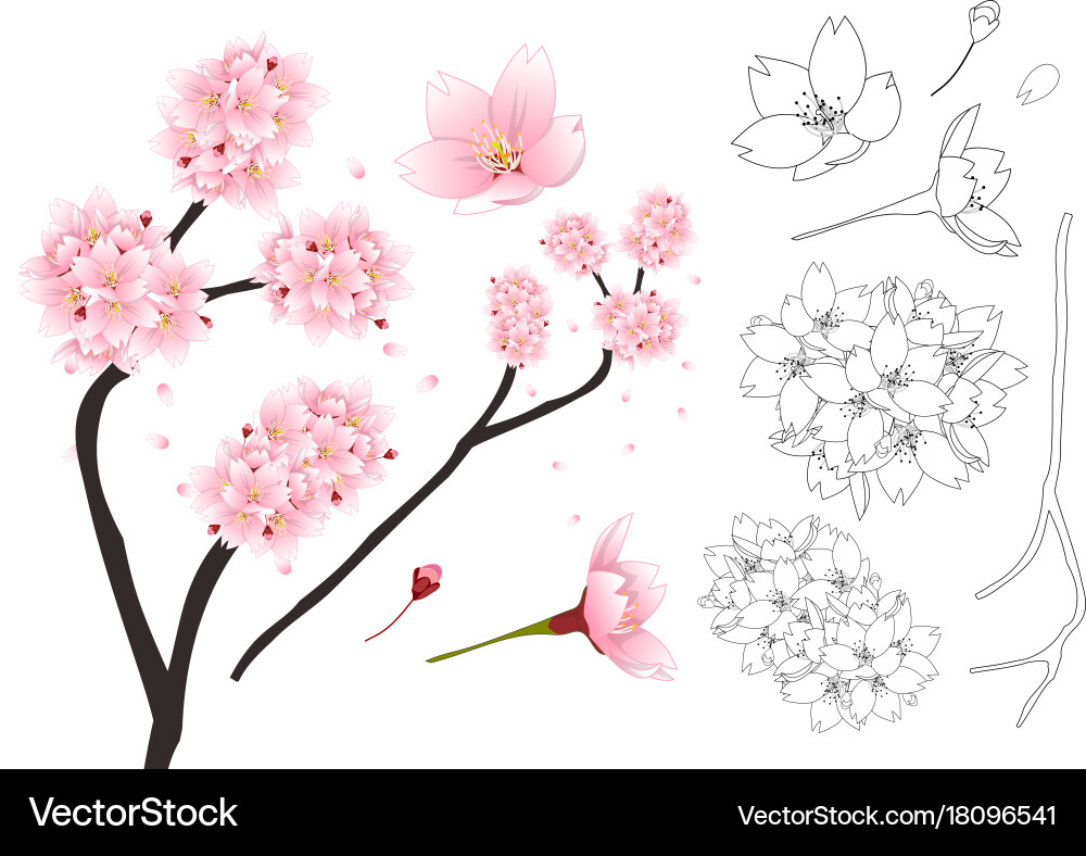 Sakura cherry blossom flower outline Royalty Free Vector
