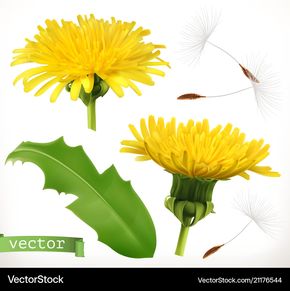 Dandelion 3d icon set Royalty Free Vector Image