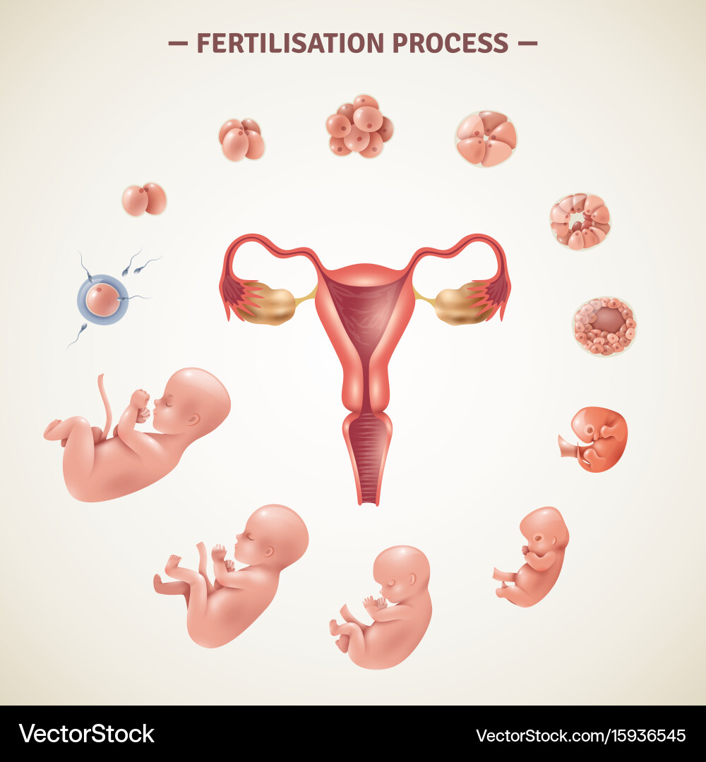 Human fertilization process poster Royalty Free Vector Image