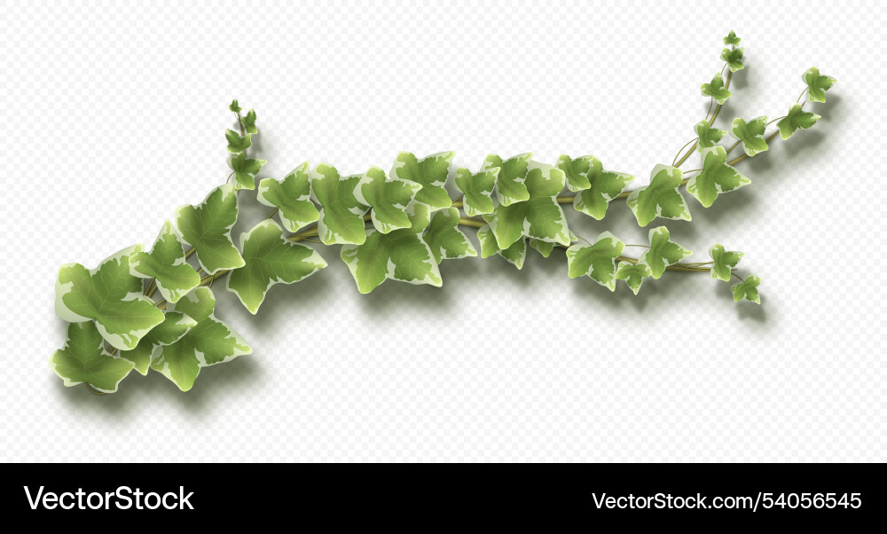 Ivy vine with lush green leaves hedera trailing Vector Image