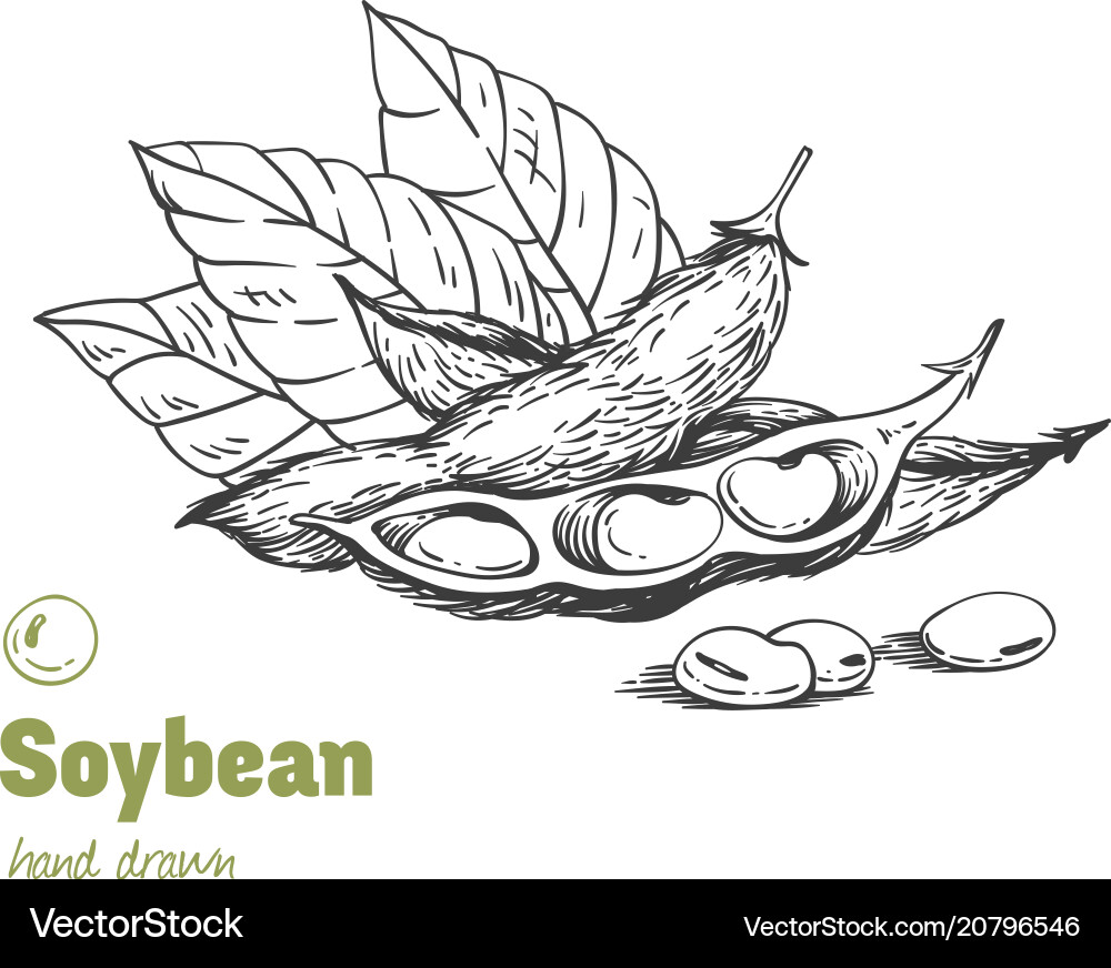 Soybean Hand Drawn Set - Beans & Pods Vector Image