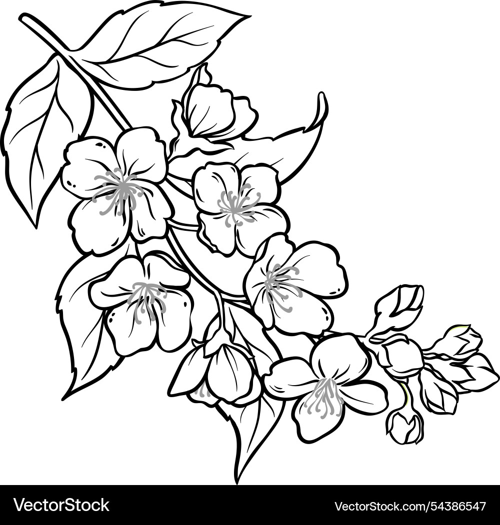 Jasmine branch with flowers outline Royalty Free Vector
