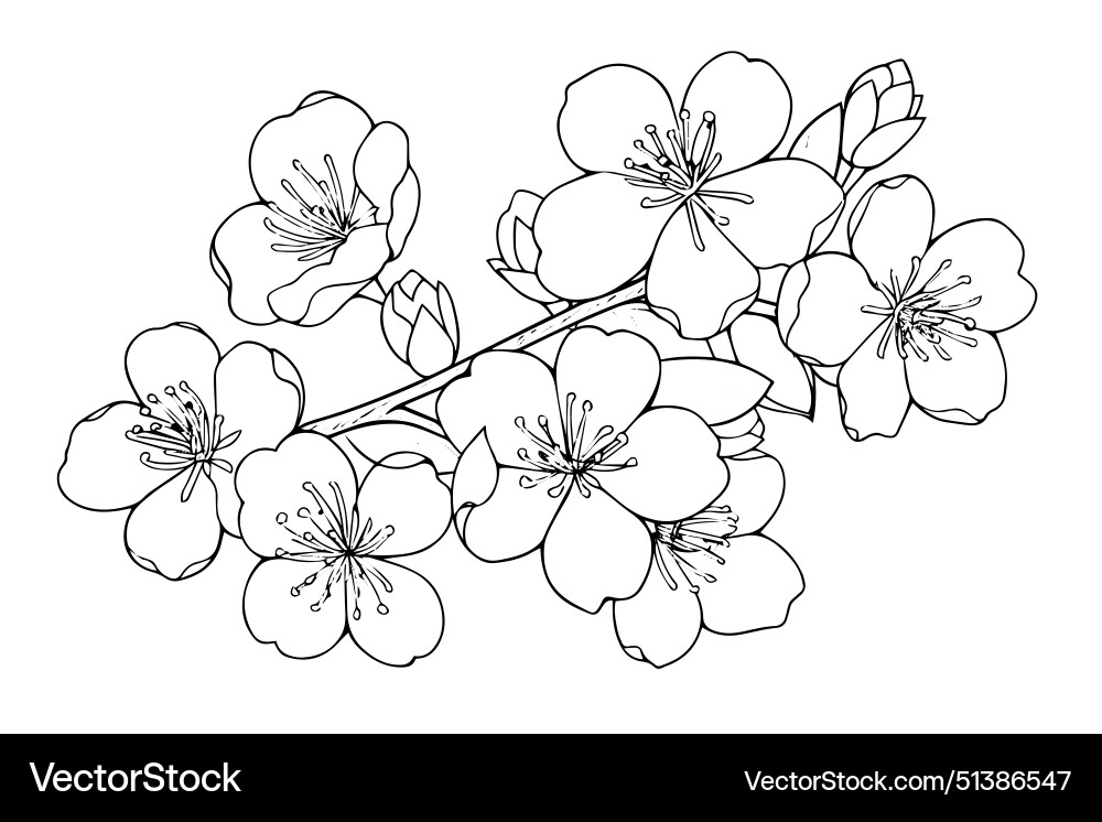 Sakura flower hand drawn ink sketch engraved Vector Image