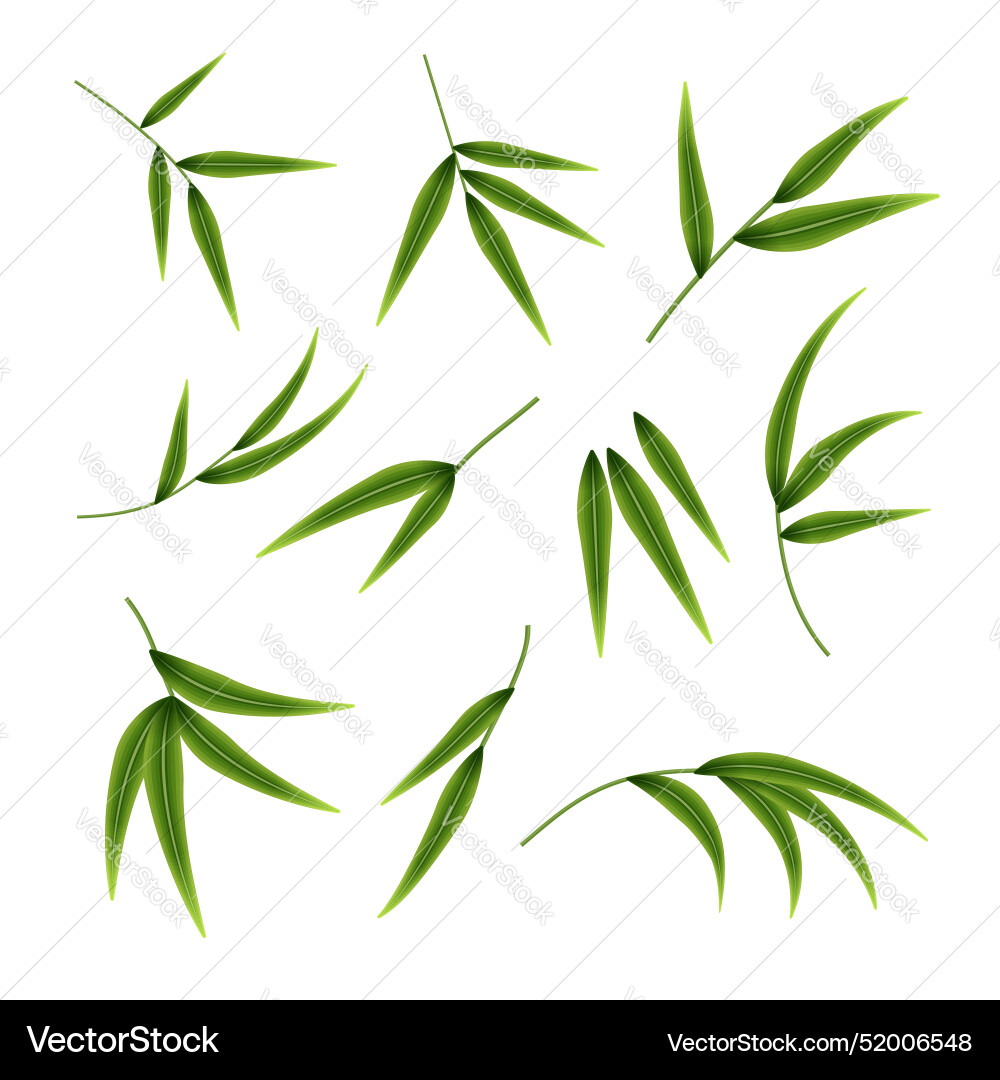Bamboo plant set Royalty Free Vector Image - VectorStock