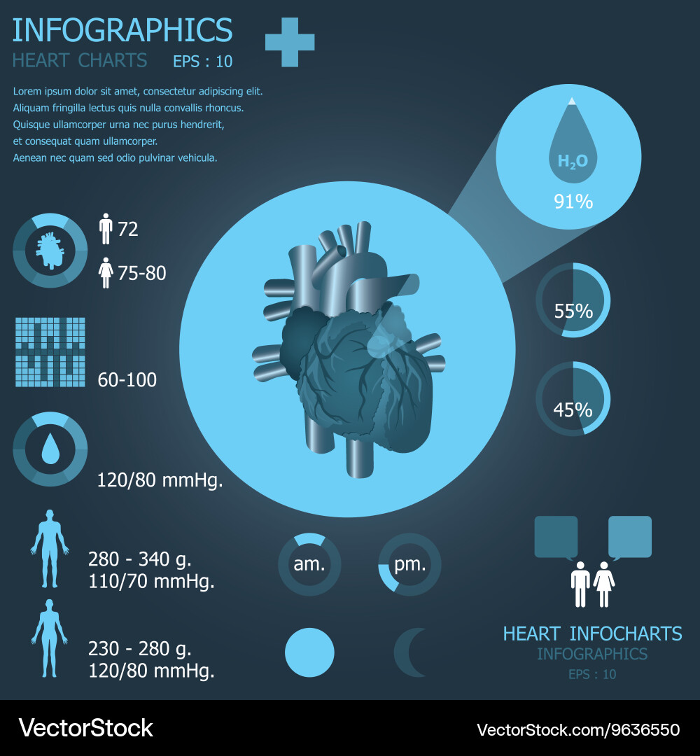 Heart infocharts Royalty Free Vector Image - VectorStock