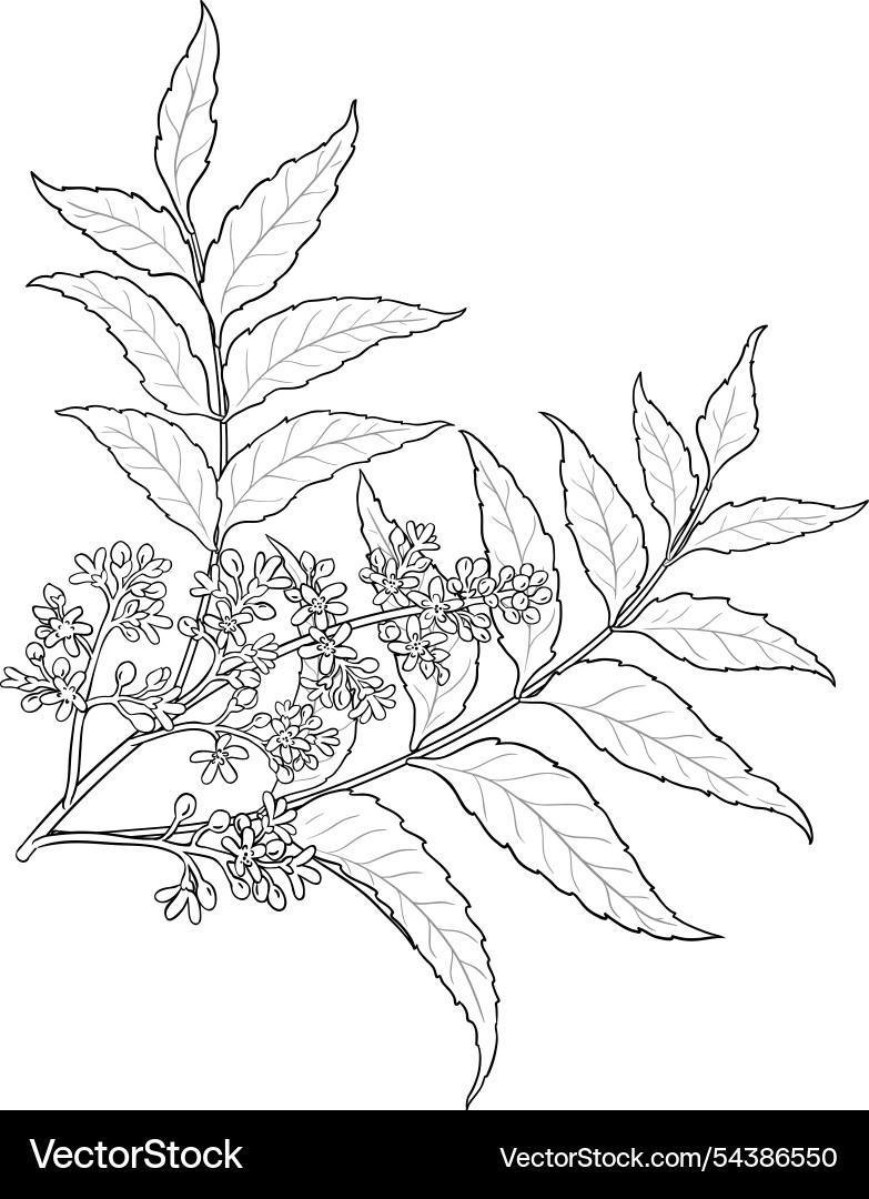Neem branch isolated outline Royalty Free Vector Image