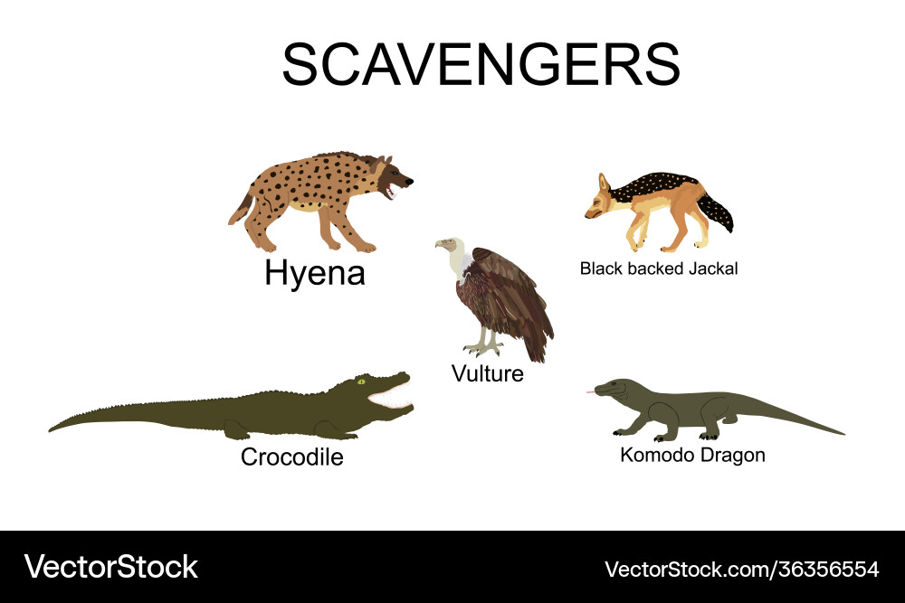 Scavengers animals isolated Royalty Free Vector Image