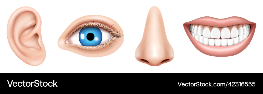 Human Nose Parts Human Body Parts Face Anatomy Set Vector Download
