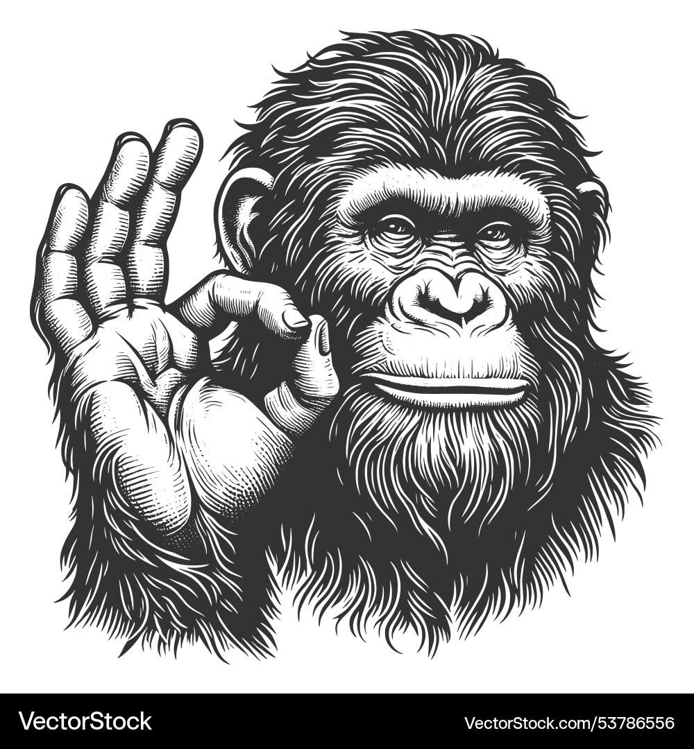 Monkey hand ok gesture sketch engraving Royalty Free Vector