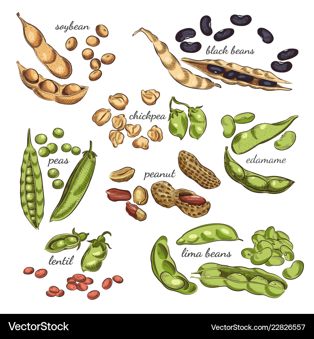 Hand-Drawn Legume Collection Royalty Free Vector Image
