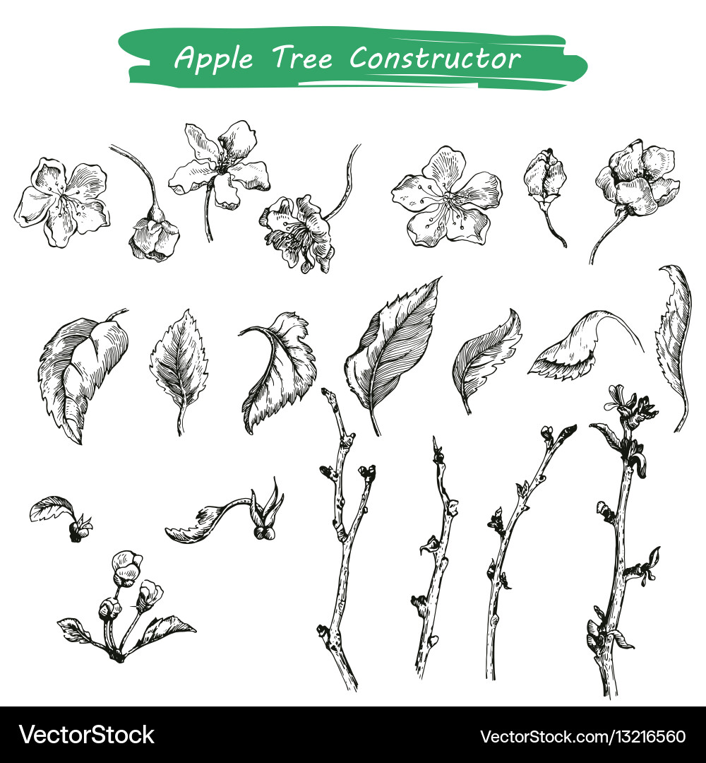 Appleflower sketch 1 Royalty Free Vector Image