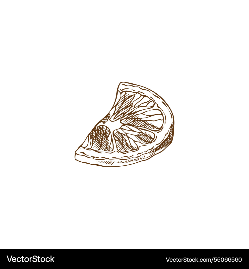 Lemon slice engraved hand drawn tropical citrus Vector Image