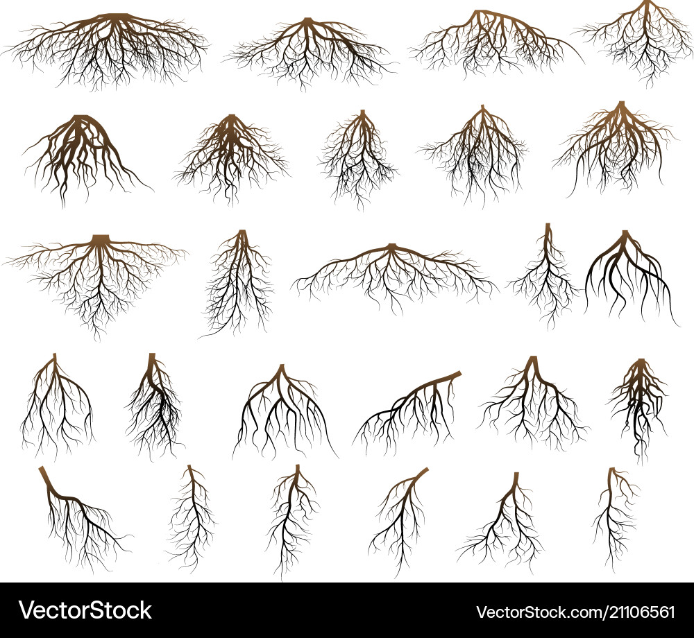 Set of tree roots Royalty Free Vector Image - VectorStock