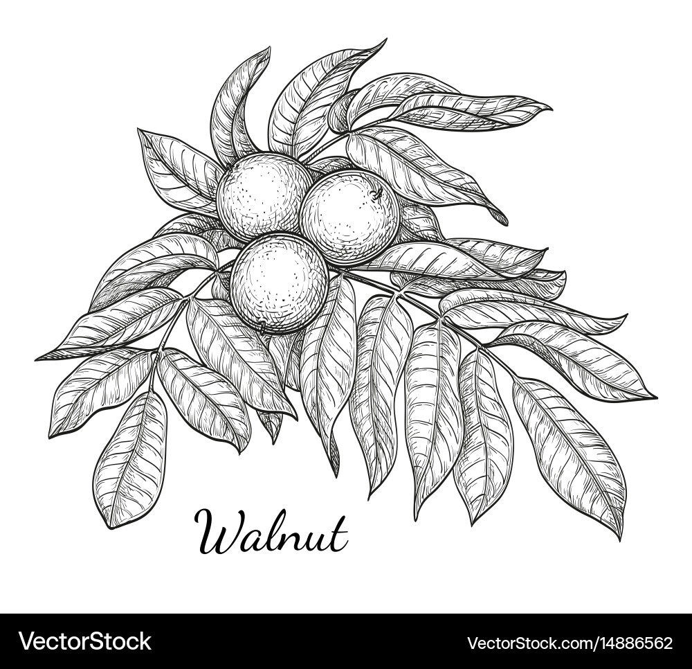 Ink sketch of walnut branch Royalty Free Vector Image