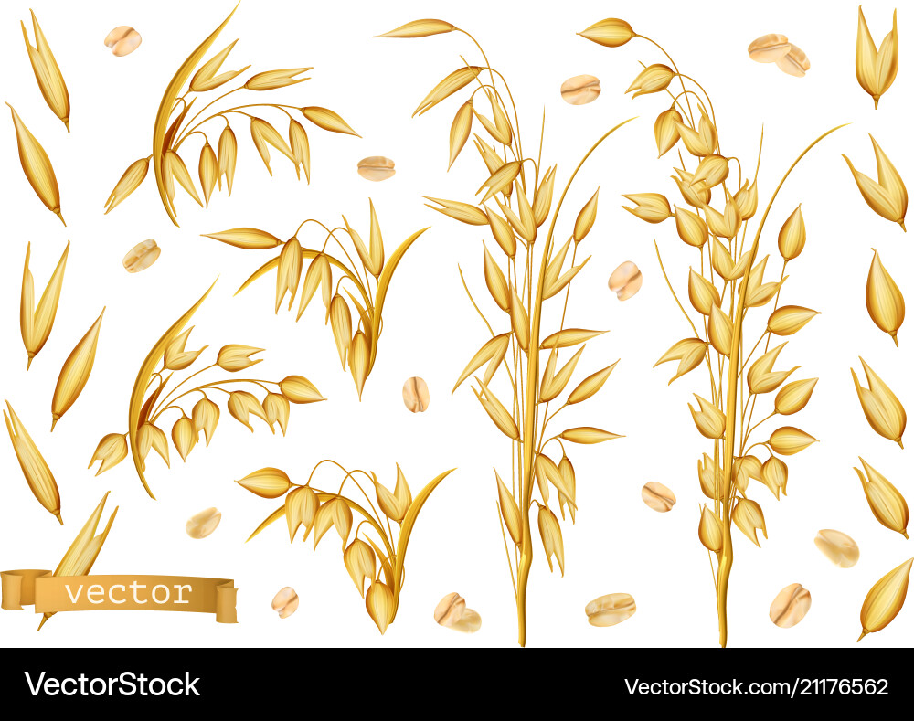 Oat plants rolled oats 3d realistic icon set Vector Image