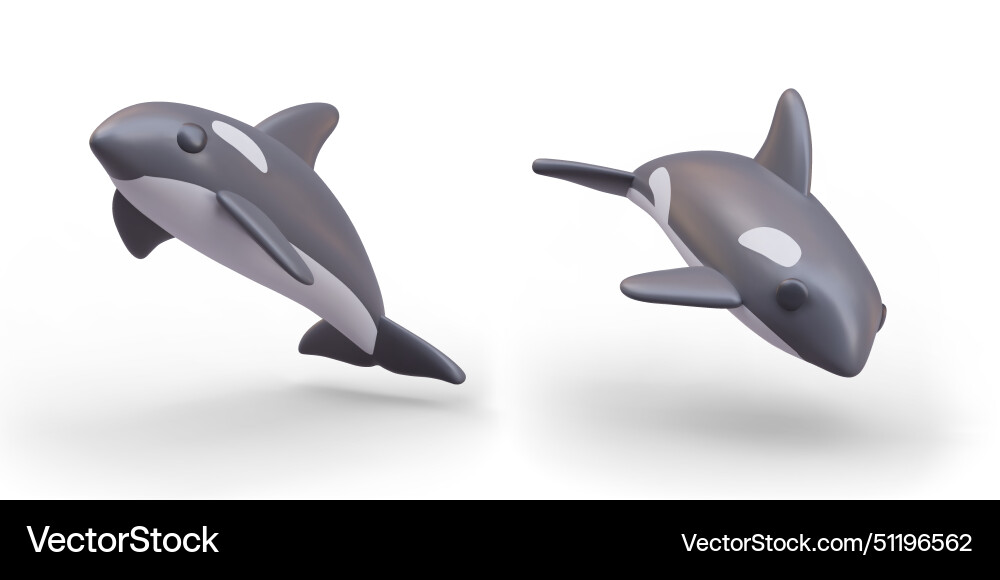 Realistic big orca in different positions killer Vector Image